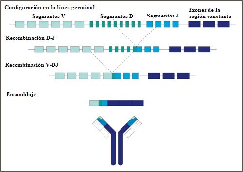 Generación de células B y diversidad de los anticuerpos | British Society for Immunology